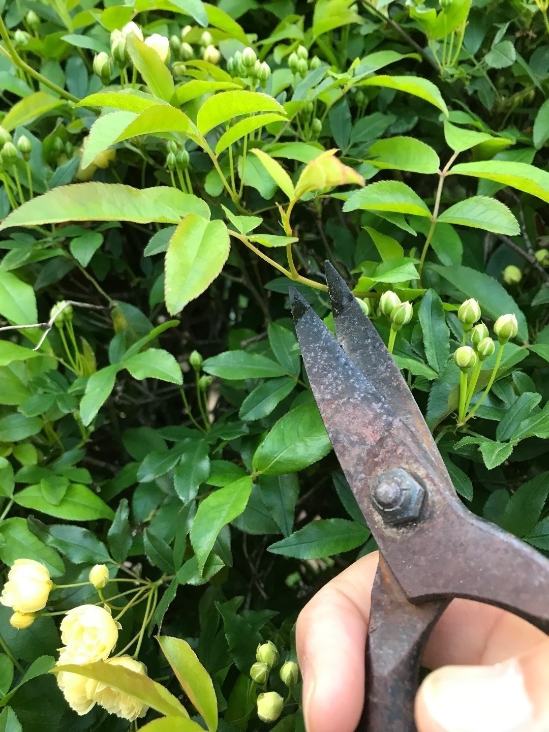 モッコウバラをきれいに咲かせたい！: 健康リッチ めざせ！ 100歳の同窓会 幹事